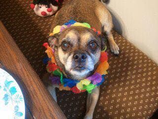 Frank the Faux Pug, Part 2 | Gretchen Writes a Blog